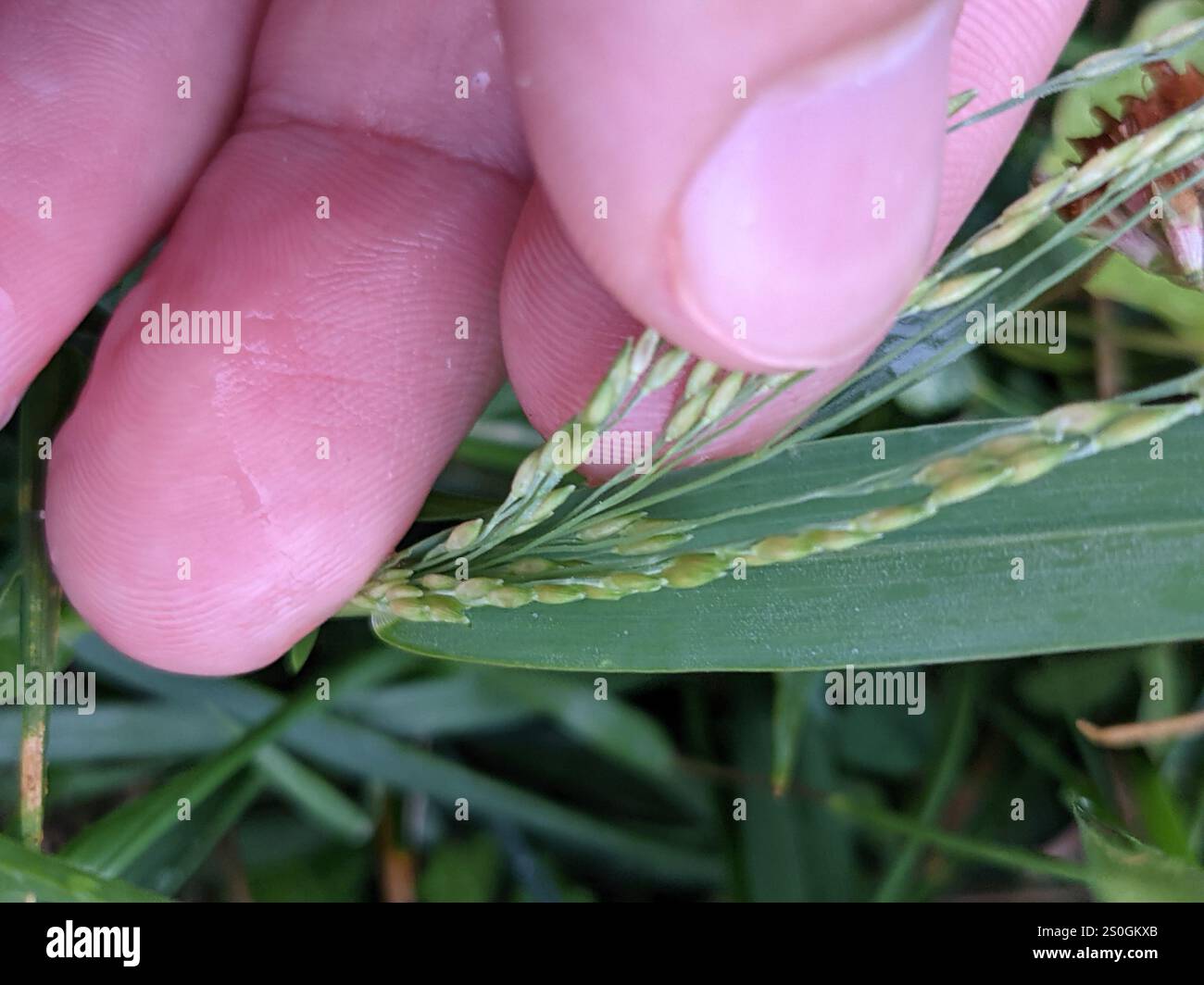 Smooth Witchgrass (Panicum dichotomiflorum Stock Photo - Alamy