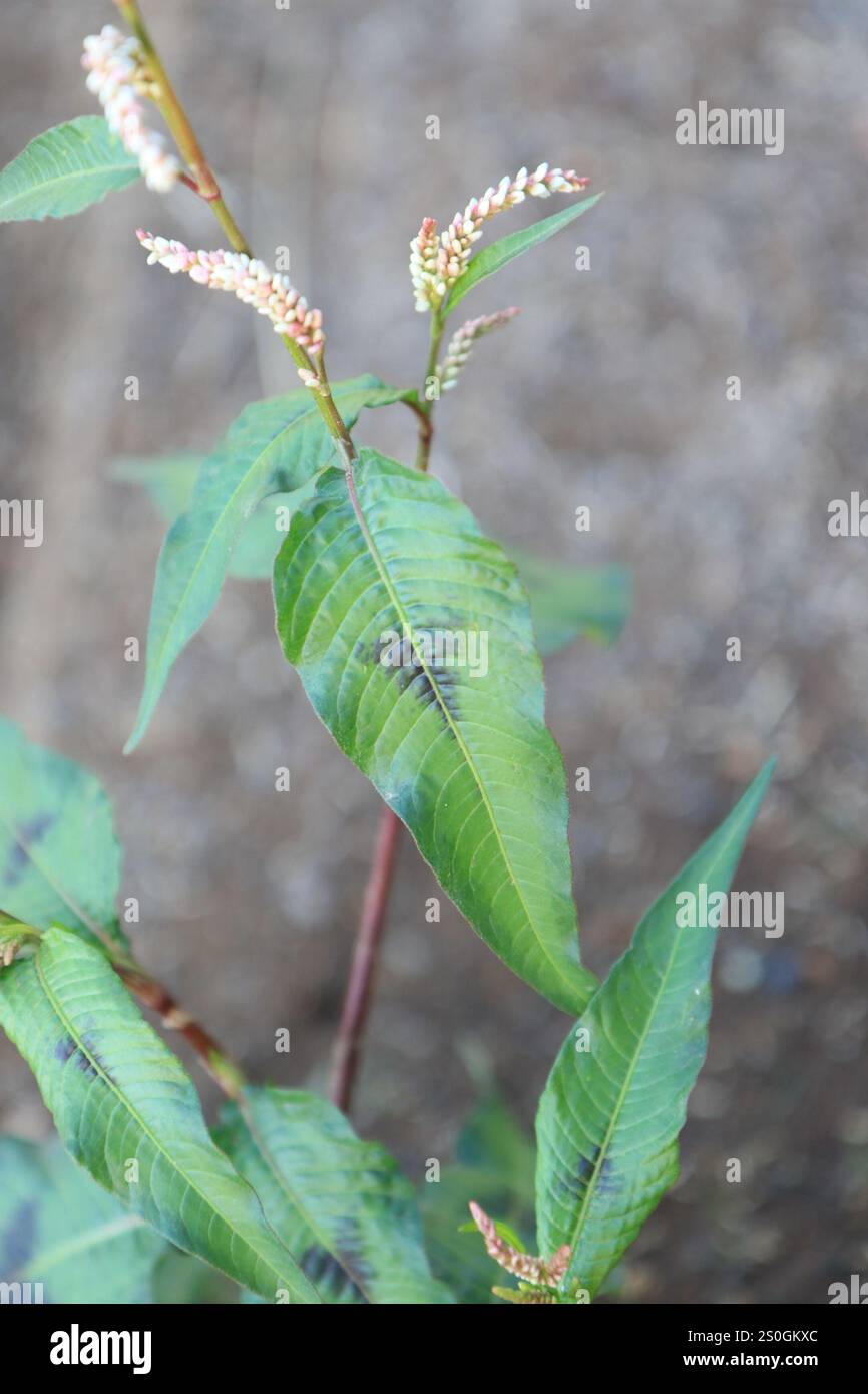 swamp smartweed (Persicaria hydropiperoides Stock Photo - Alamy