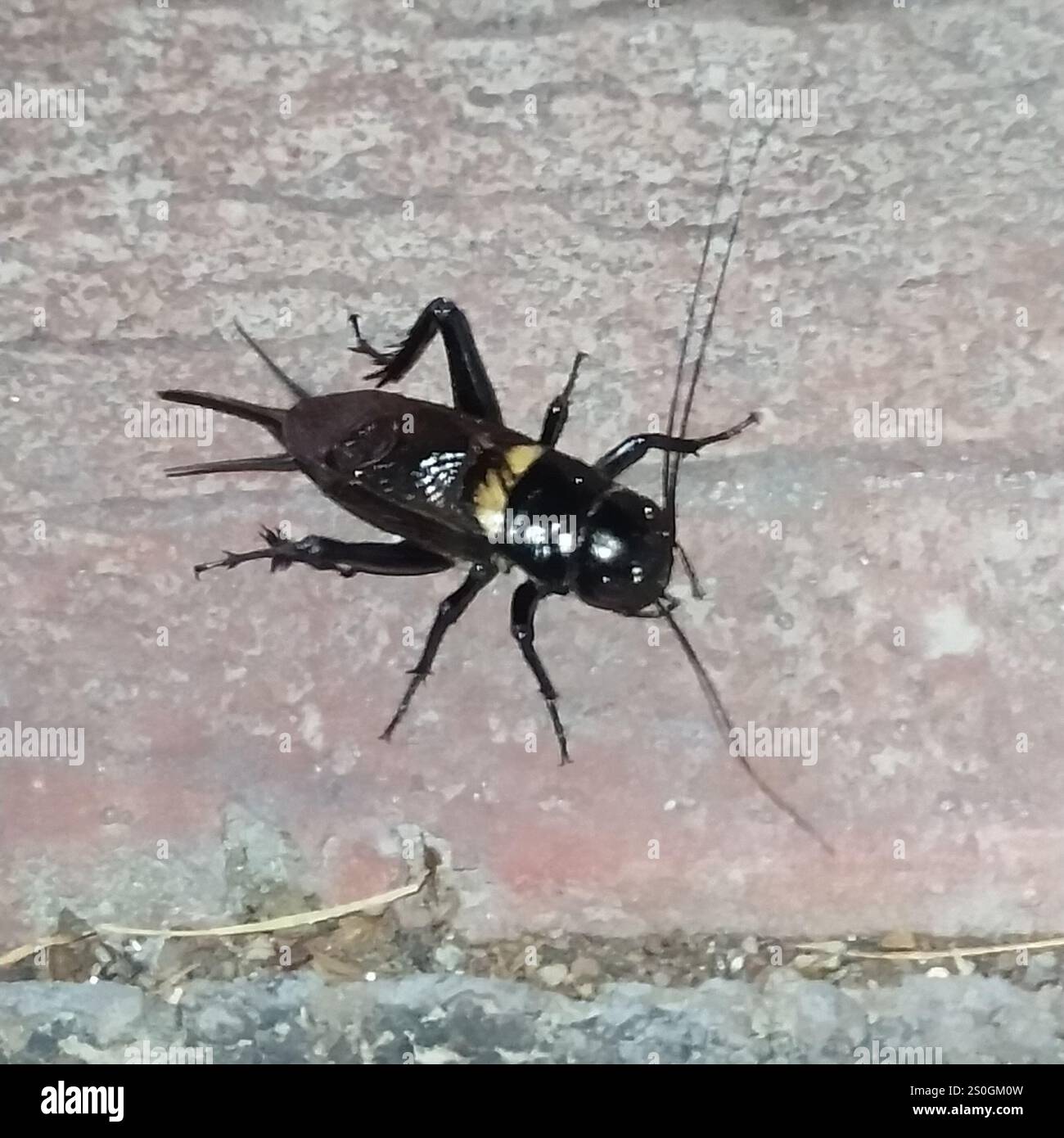 Southern Field Cricket (Gryllus bimaculatus Stock Photo - Alamy