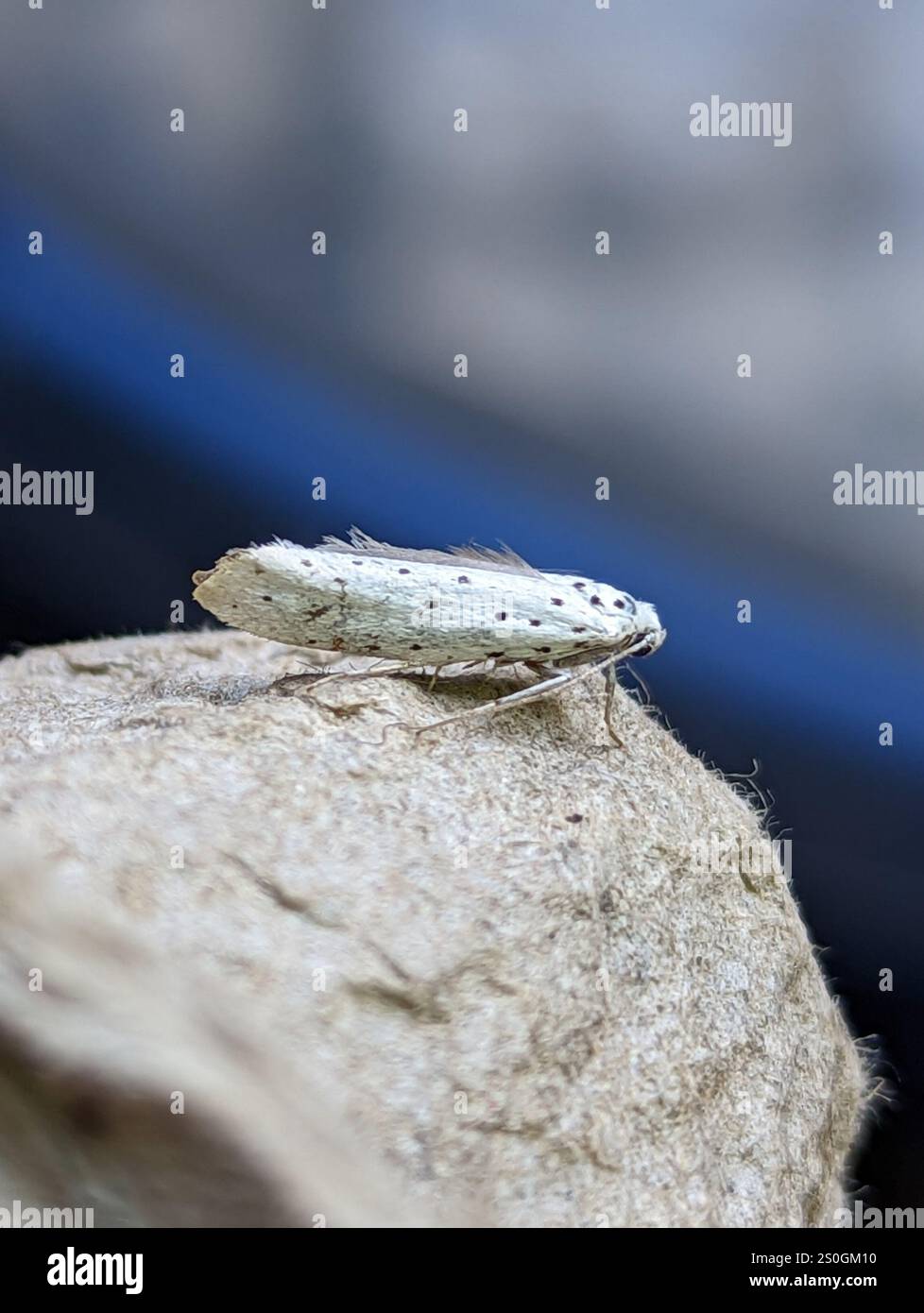 Small Ermine Moths (Yponomeuta Stock Photo - Alamy