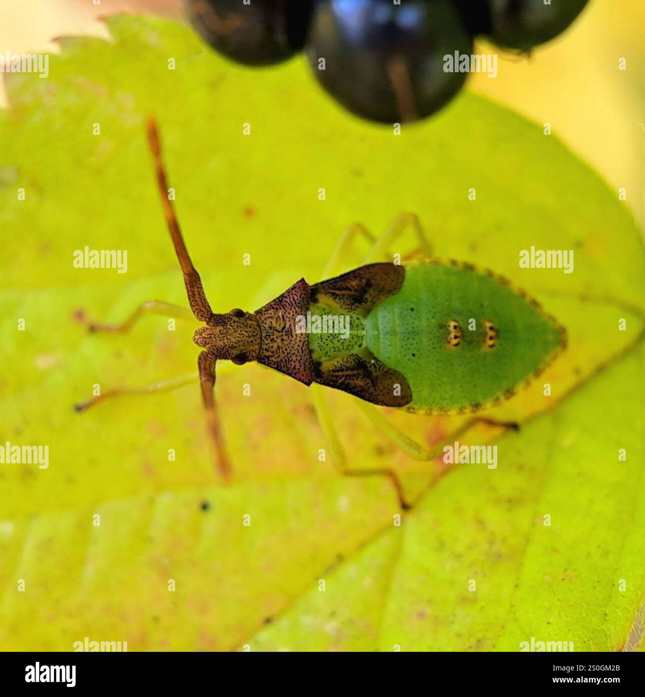 Box Bug (Gonocerus acuteangulatus Stock Photo - Alamy