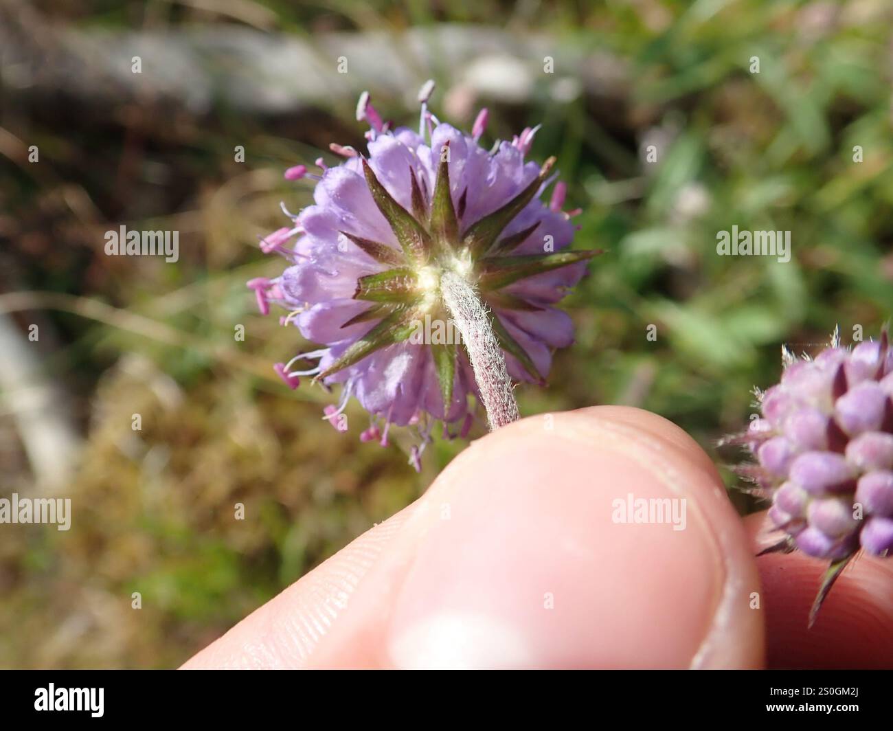 Devil's-bit Scabious (Succisa pratensis Stock Photo - Alamy