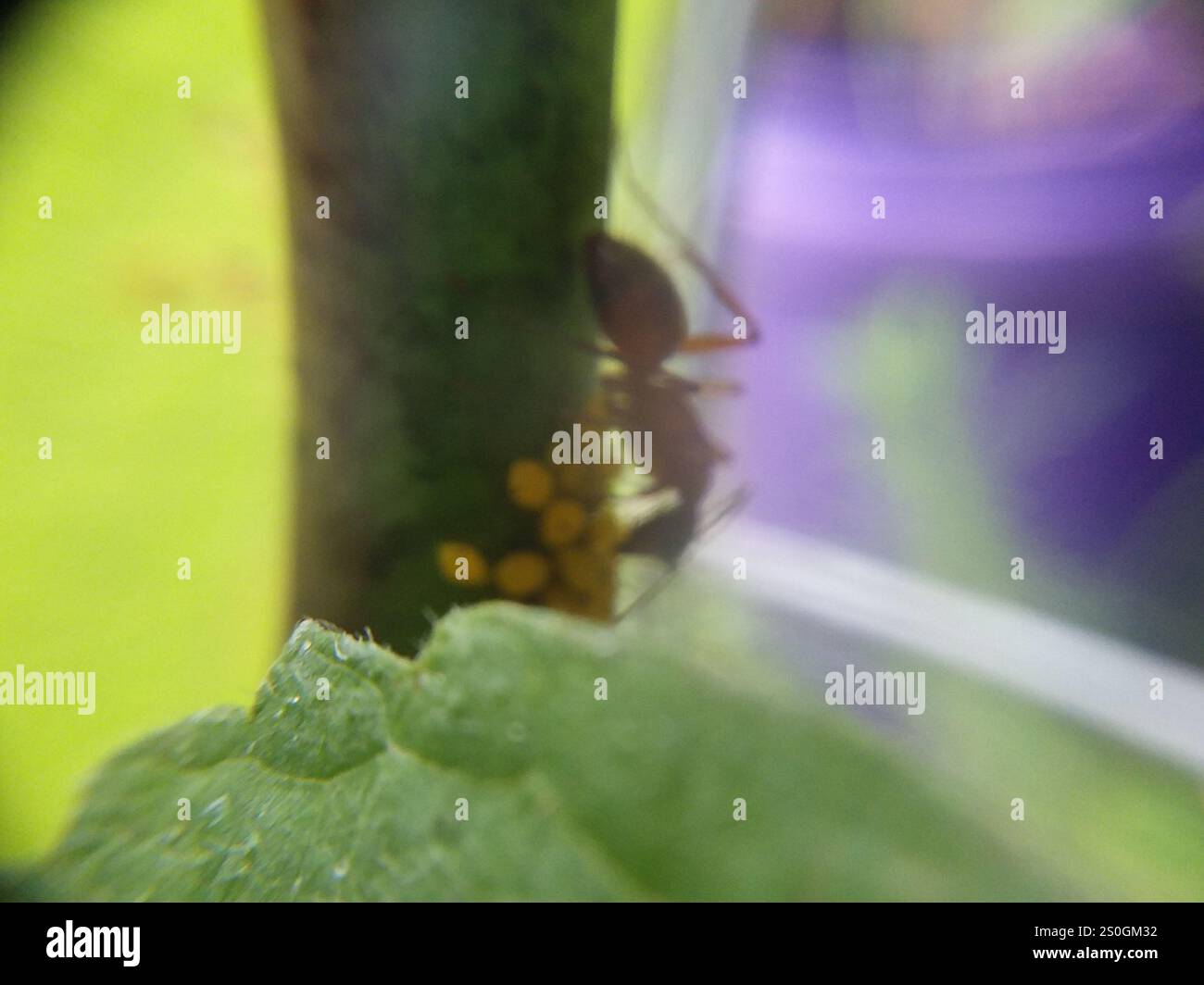 Chestnut Carpenter Ant (Camponotus castaneus Stock Photo - Alamy