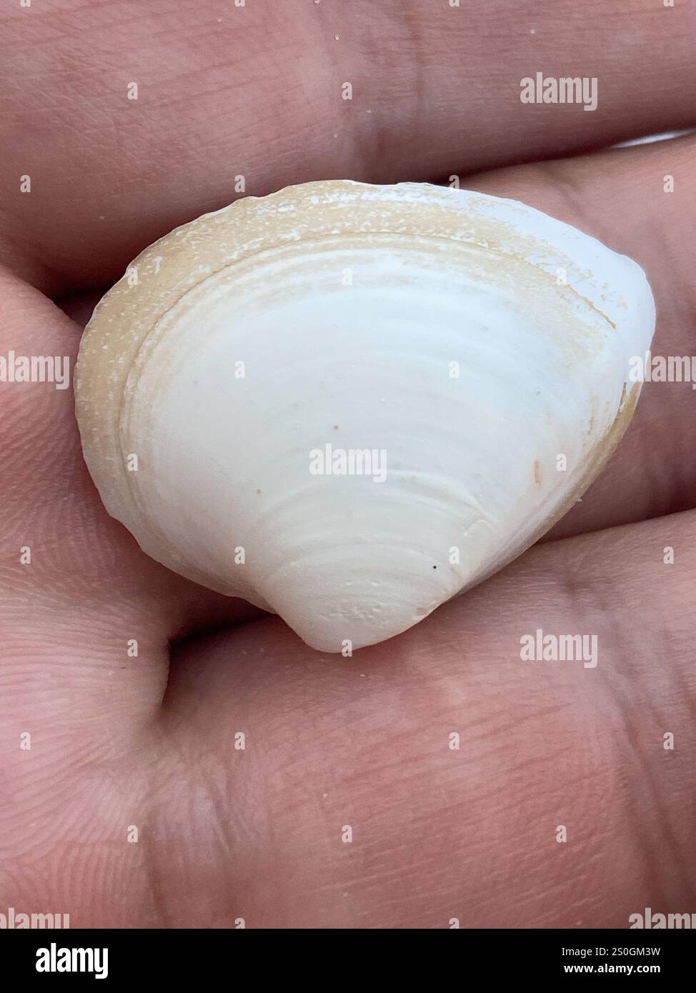 Atlantic Rangia (Rangia cuneata Stock Photo - Alamy