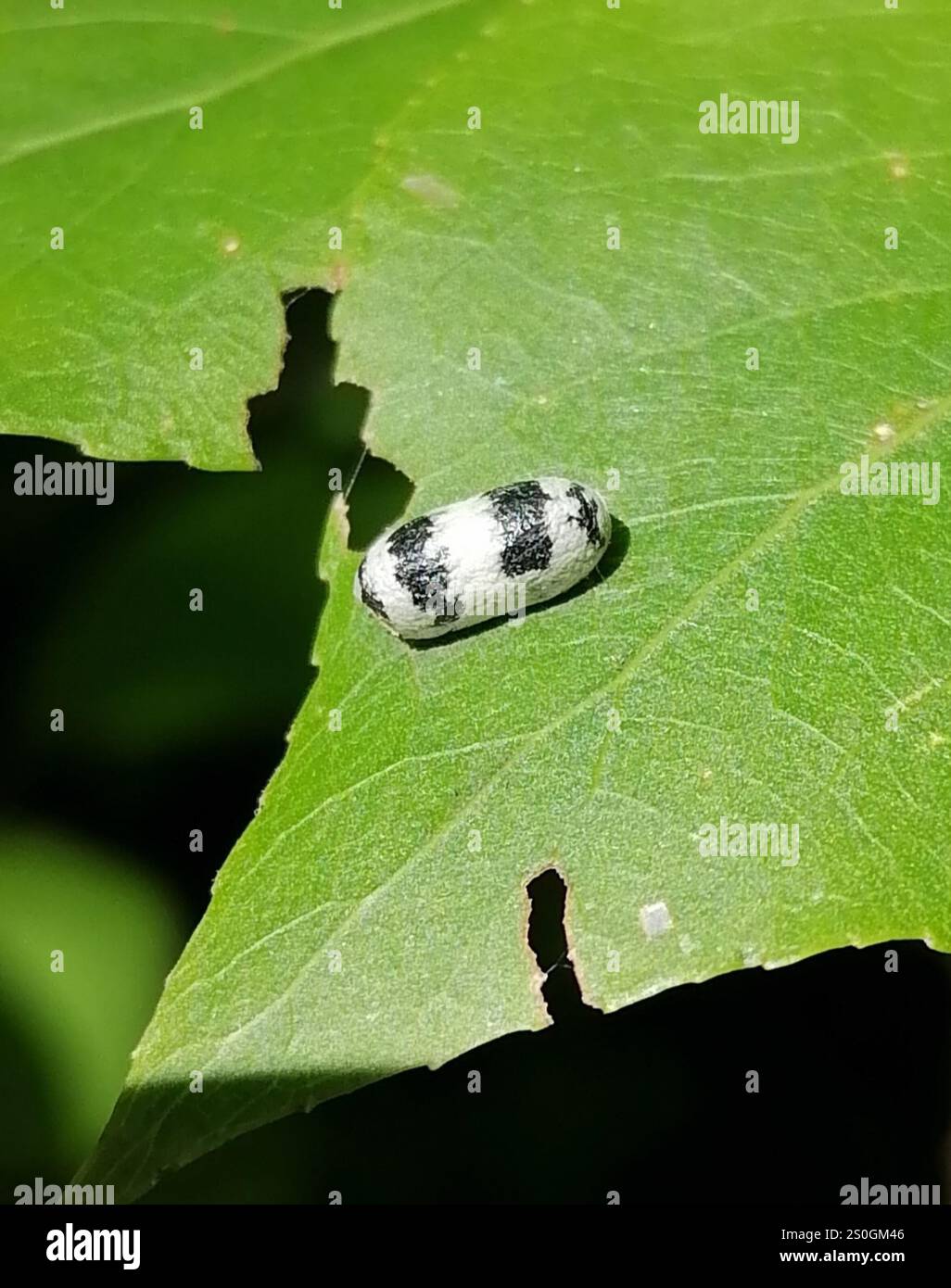 Charops hi-res stock photography and images - Alamy