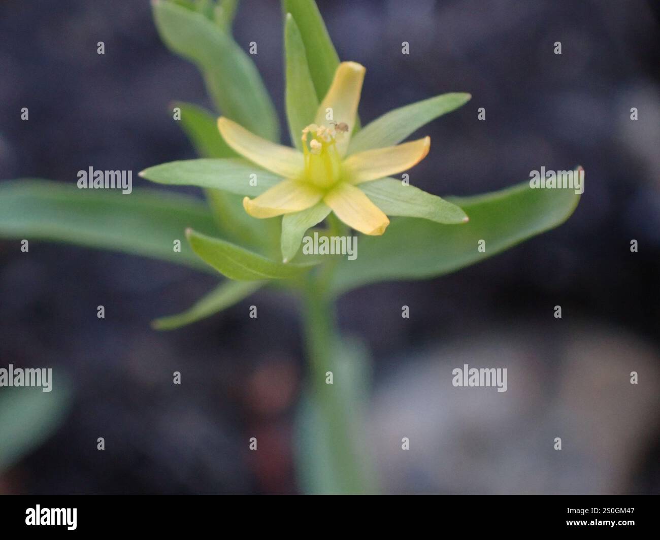large canadian st. john's-wort (Hypericum majus Stock Photo - Alamy