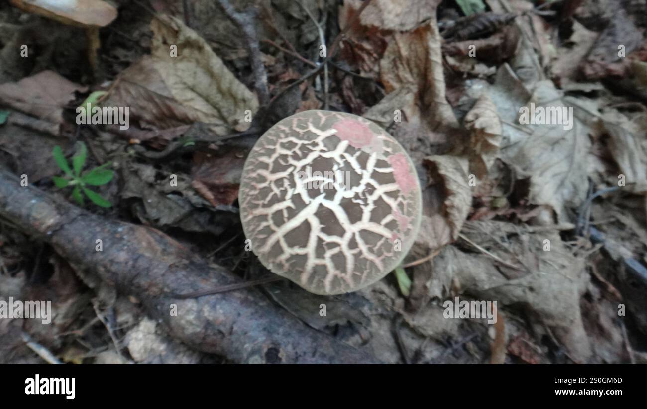Red-cracking Bolete (Xerocomellus chrysenteron Stock Photo - Alamy