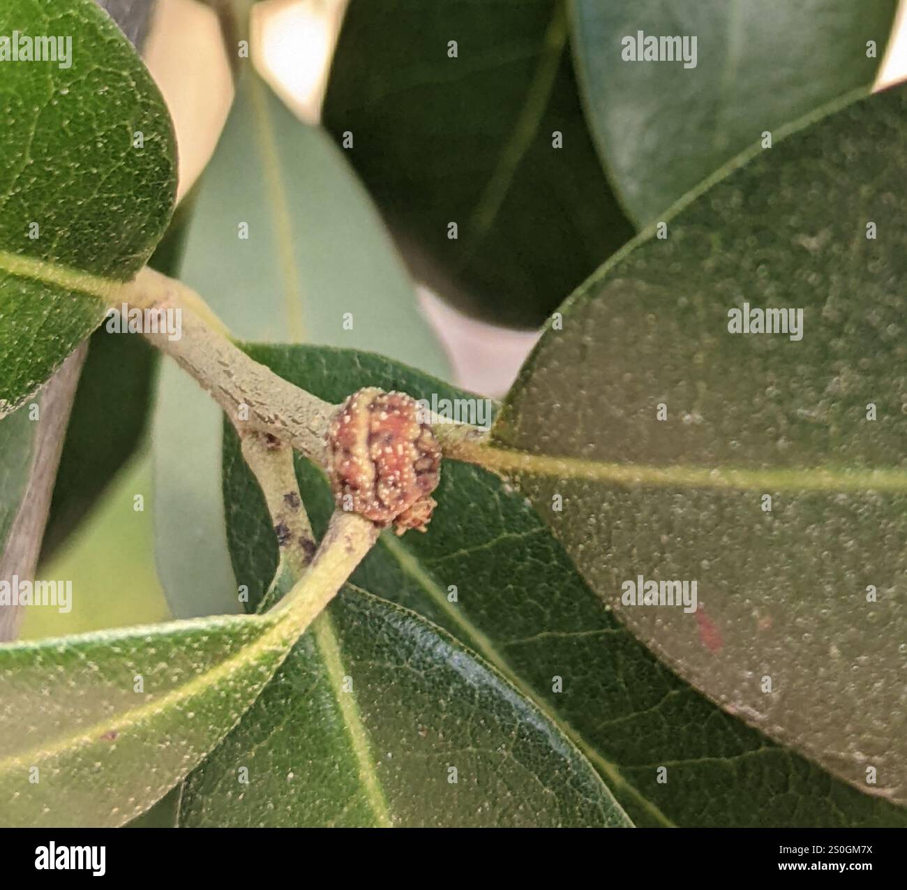 live oak kermes (Allokermes cueroensis Stock Photo - Alamy