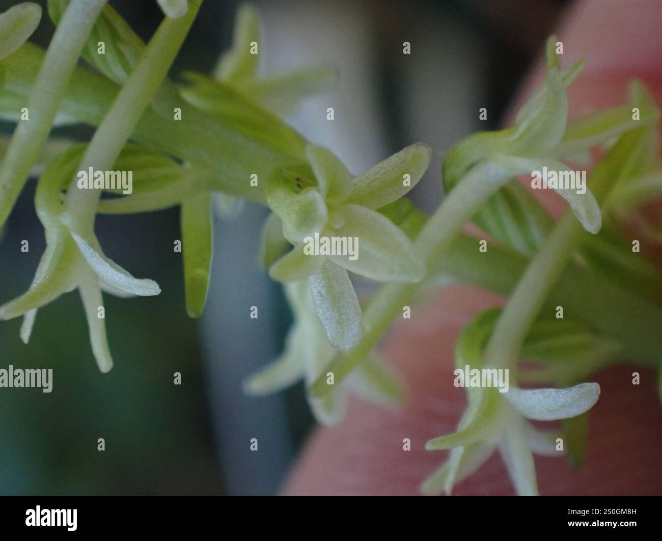 Flat Spurred Piperia (Platanthera transversa Stock Photo - Alamy