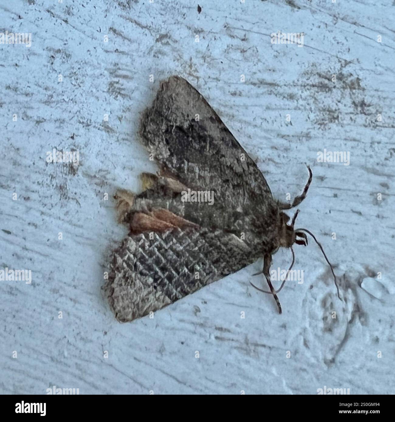 American Copper Underwing (Amphipyra pyramidoides Stock Photo - Alamy
