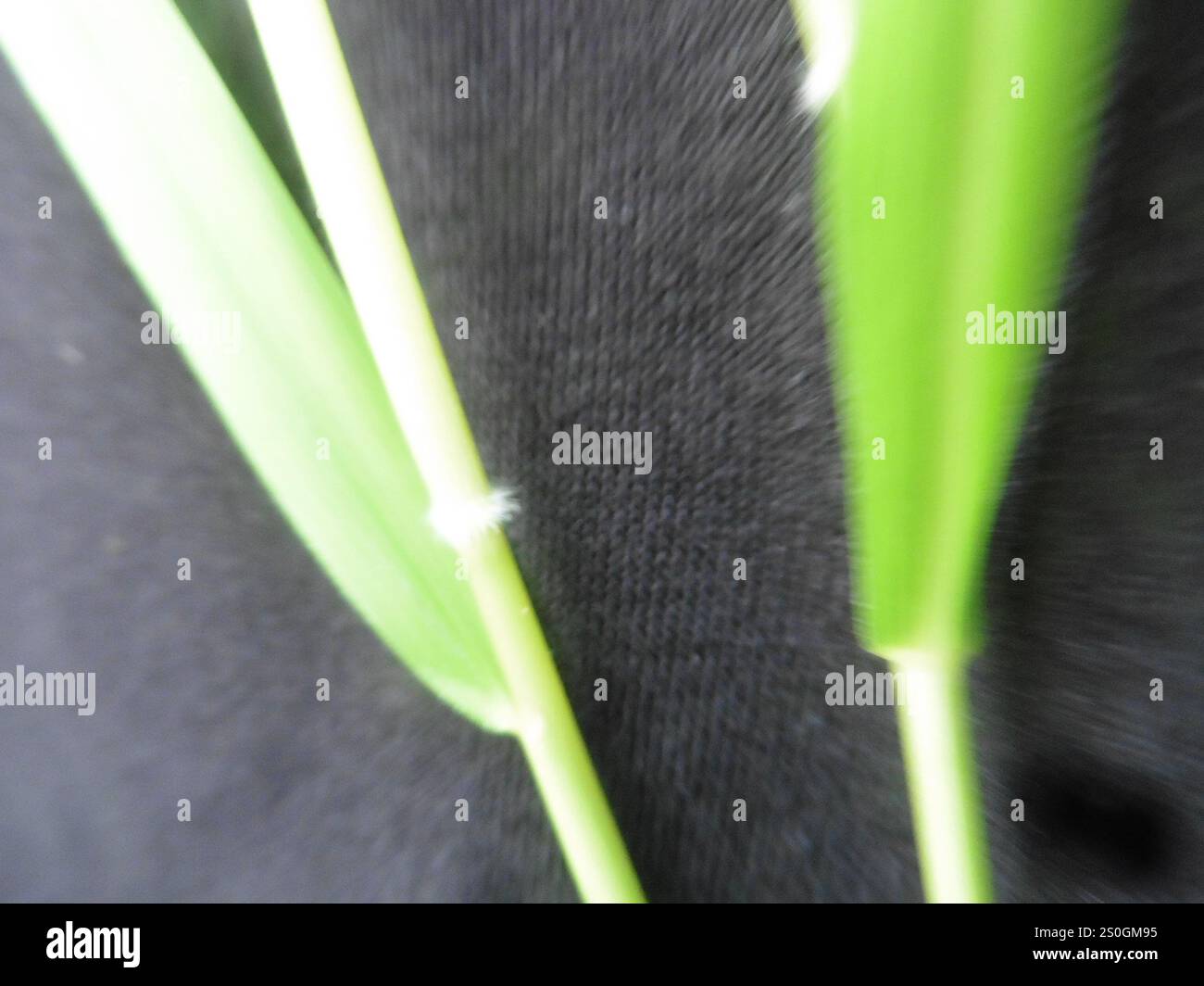 rice cutgrass (Leersia oryzoides Stock Photo - Alamy