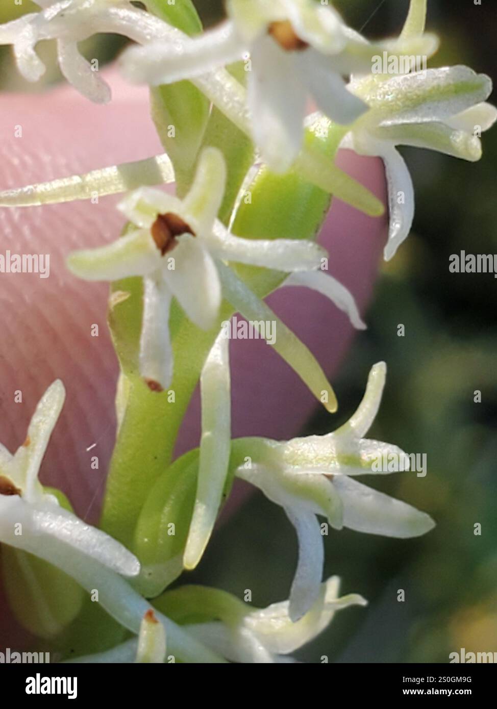 Flat Spurred Piperia (Platanthera transversa Stock Photo - Alamy