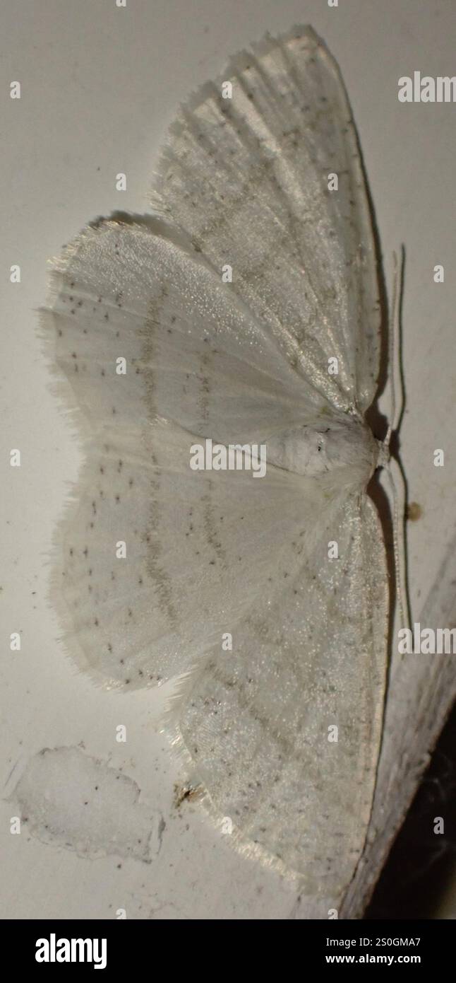 Common White Wave (Cabera pusaria Stock Photo - Alamy