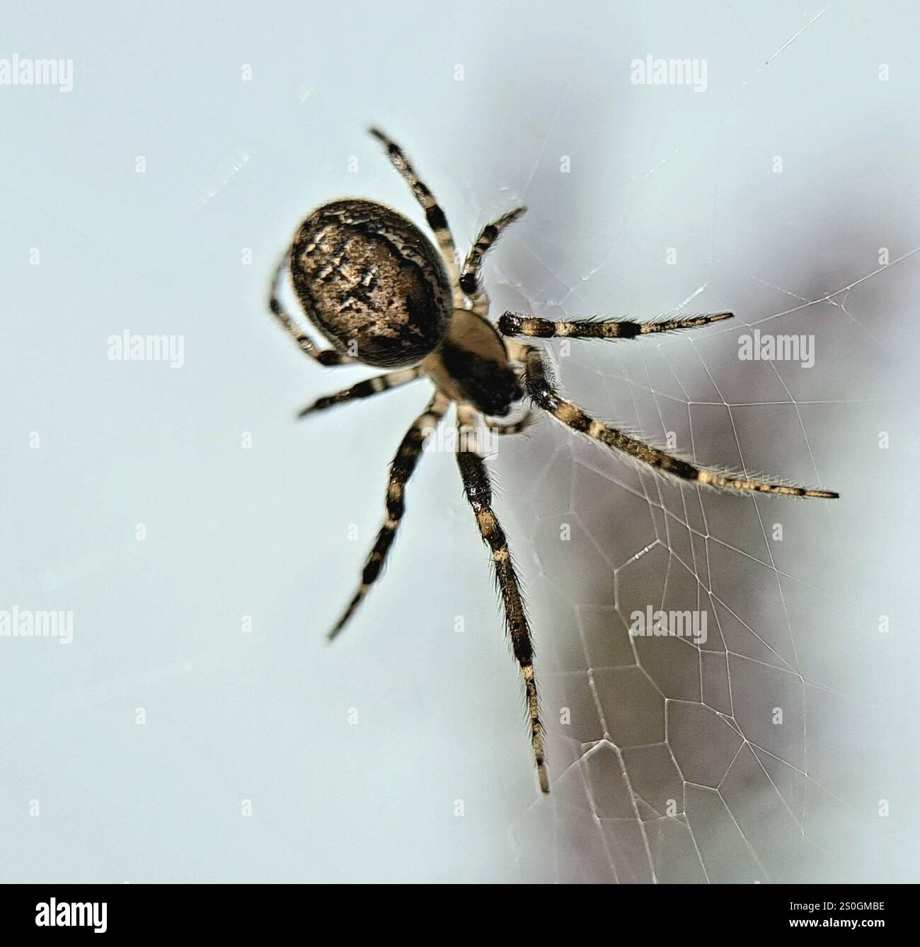 Silver-sided Sector Spider (Zygiella x-notata Stock Photo - Alamy