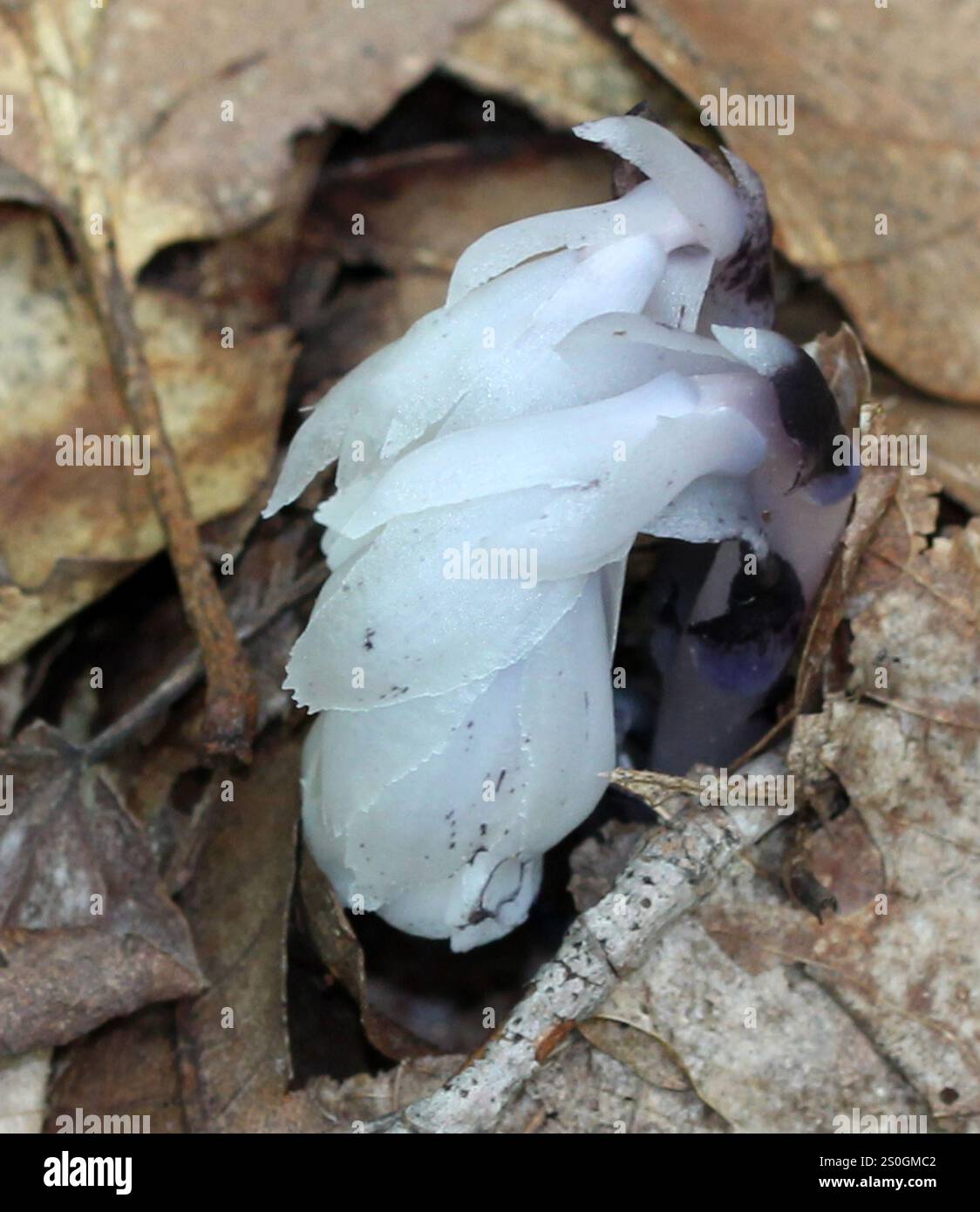 Ghost Pipe (Monotropa uniflora Stock Photo - Alamy