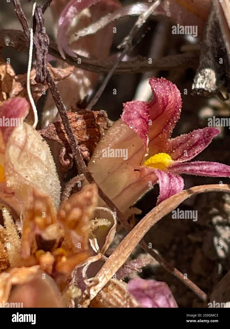 Flat-top Broomrape (Aphyllon corymbosum Stock Photo - Alamy