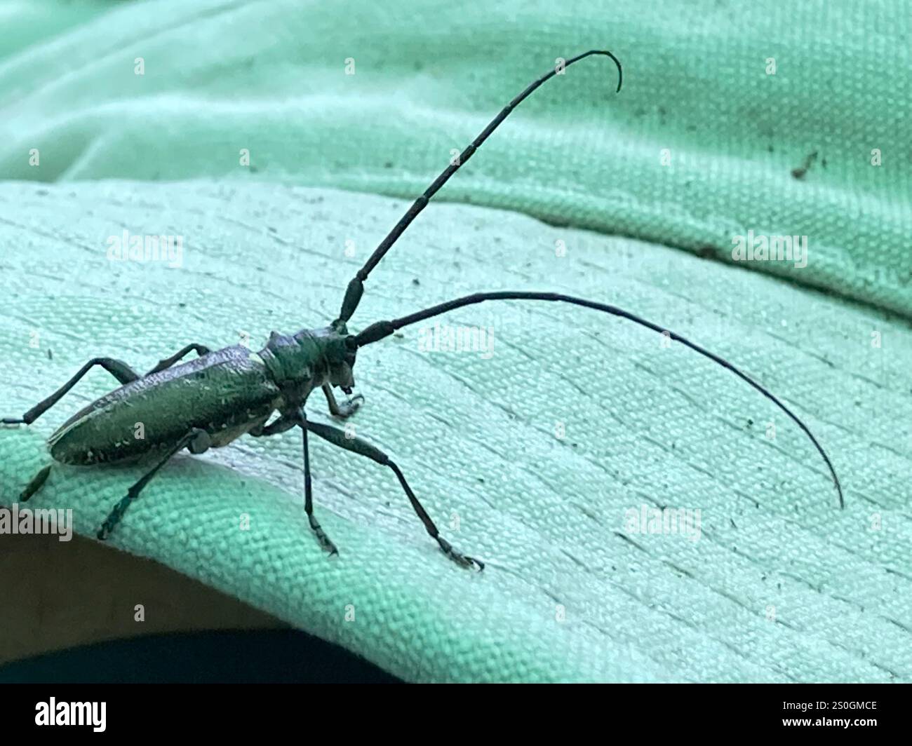 White-spotted Sawyer (Monochamus scutellatus Stock Photo - Alamy