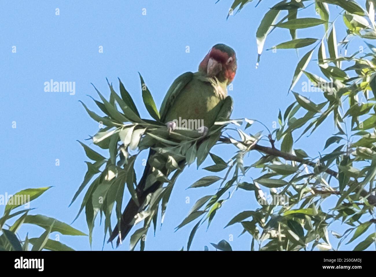 Mitred Parakeet (Psittacara mitratus Stock Photo - Alamy