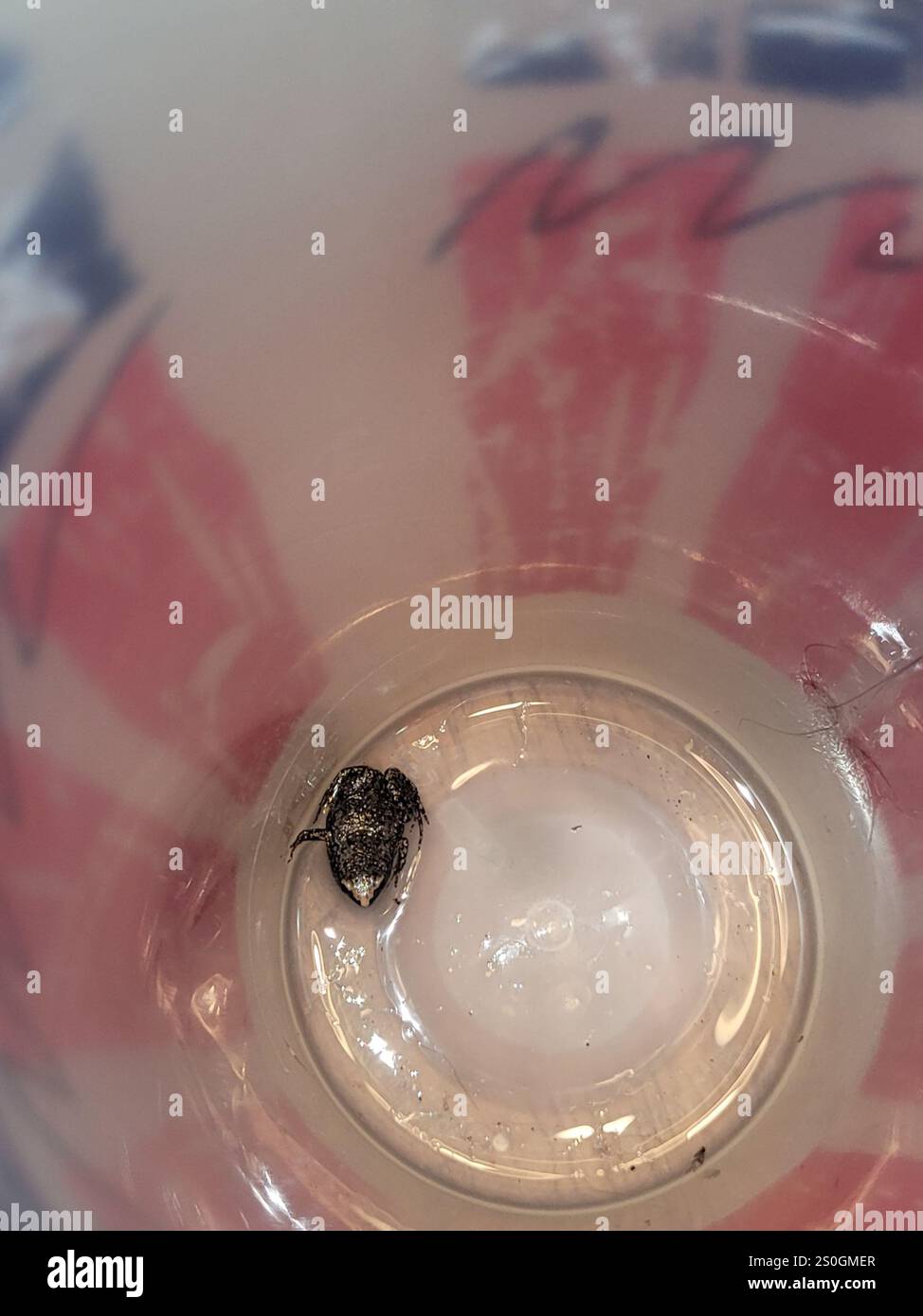 Eastern Narrow-mouthed Toad (Gastrophryne carolinensis Stock Photo - Alamy