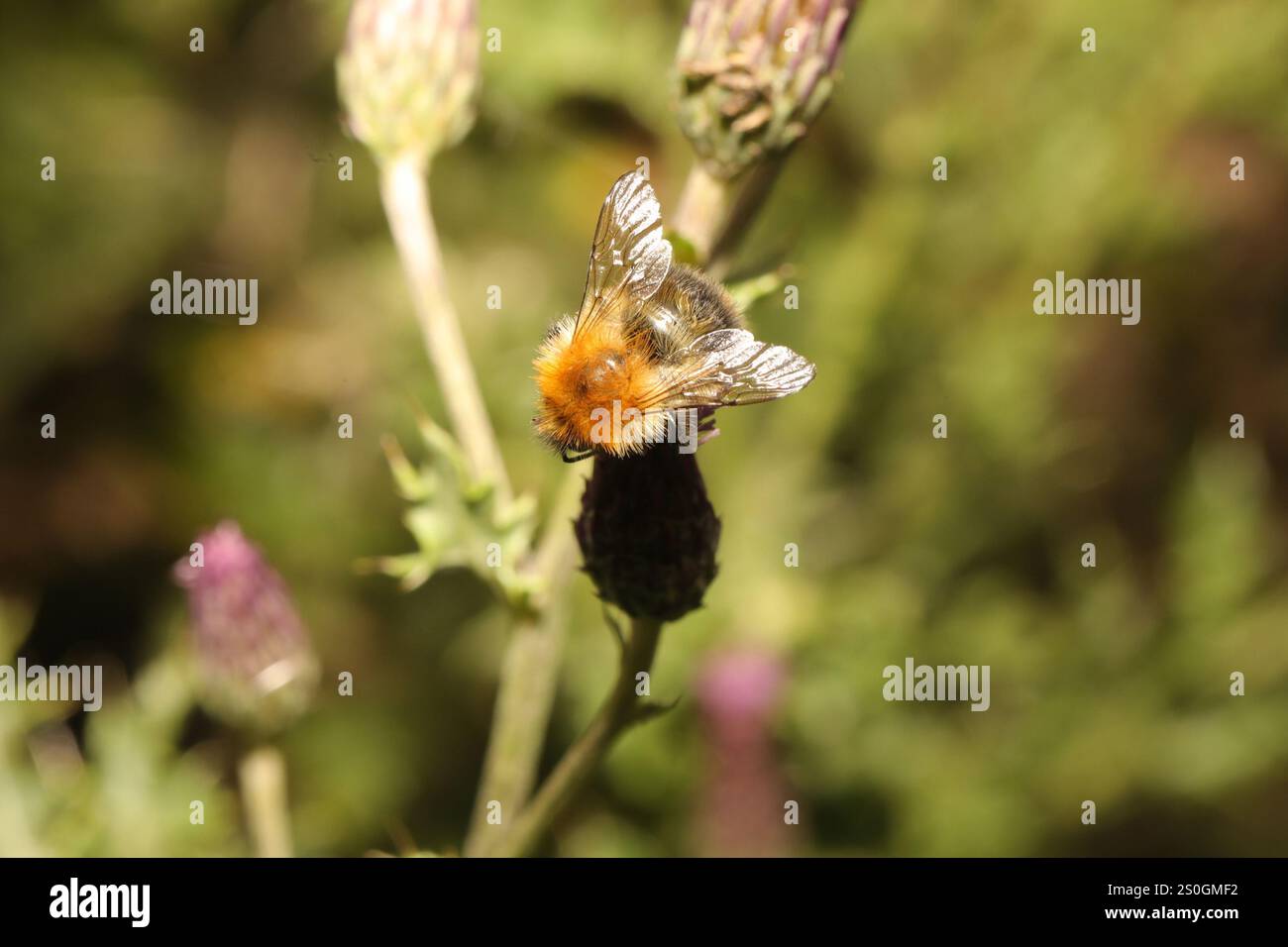 Common Carder Bumble Bee (Bombus pascuorum Stock Photo - Alamy