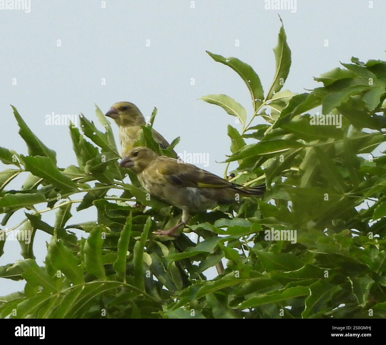 European Greenfinch (Chloris chloris Stock Photo - Alamy