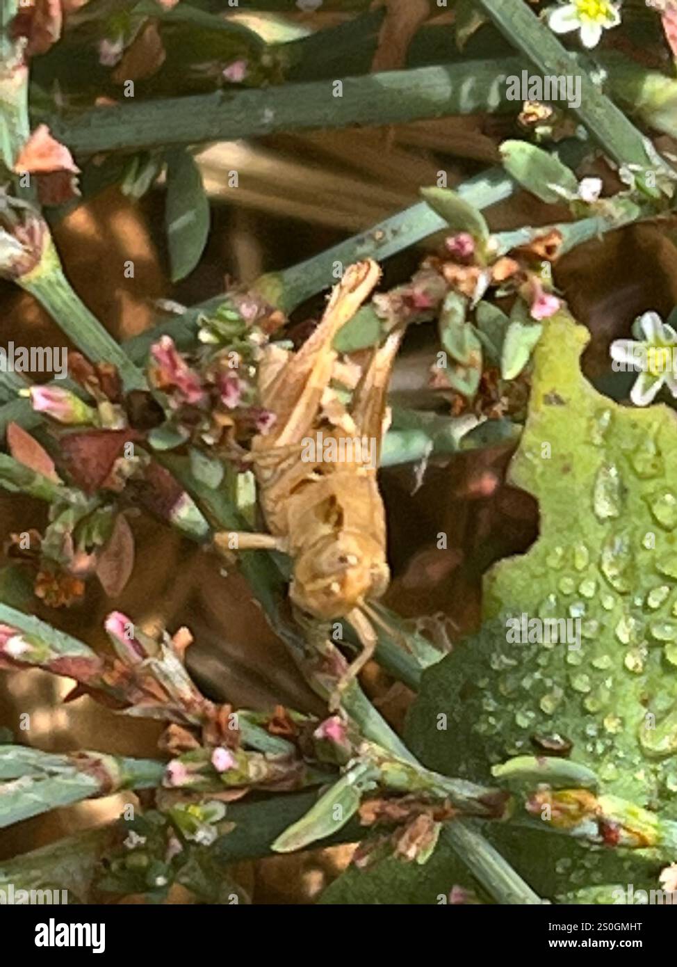 Devastating Grasshopper (Melanoplus devastator Stock Photo - Alamy