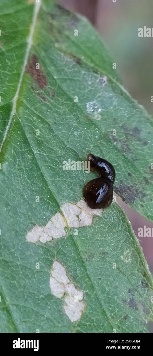 Cherry Slug Sawfly (Caliroa cerasi Stock Photo - Alamy