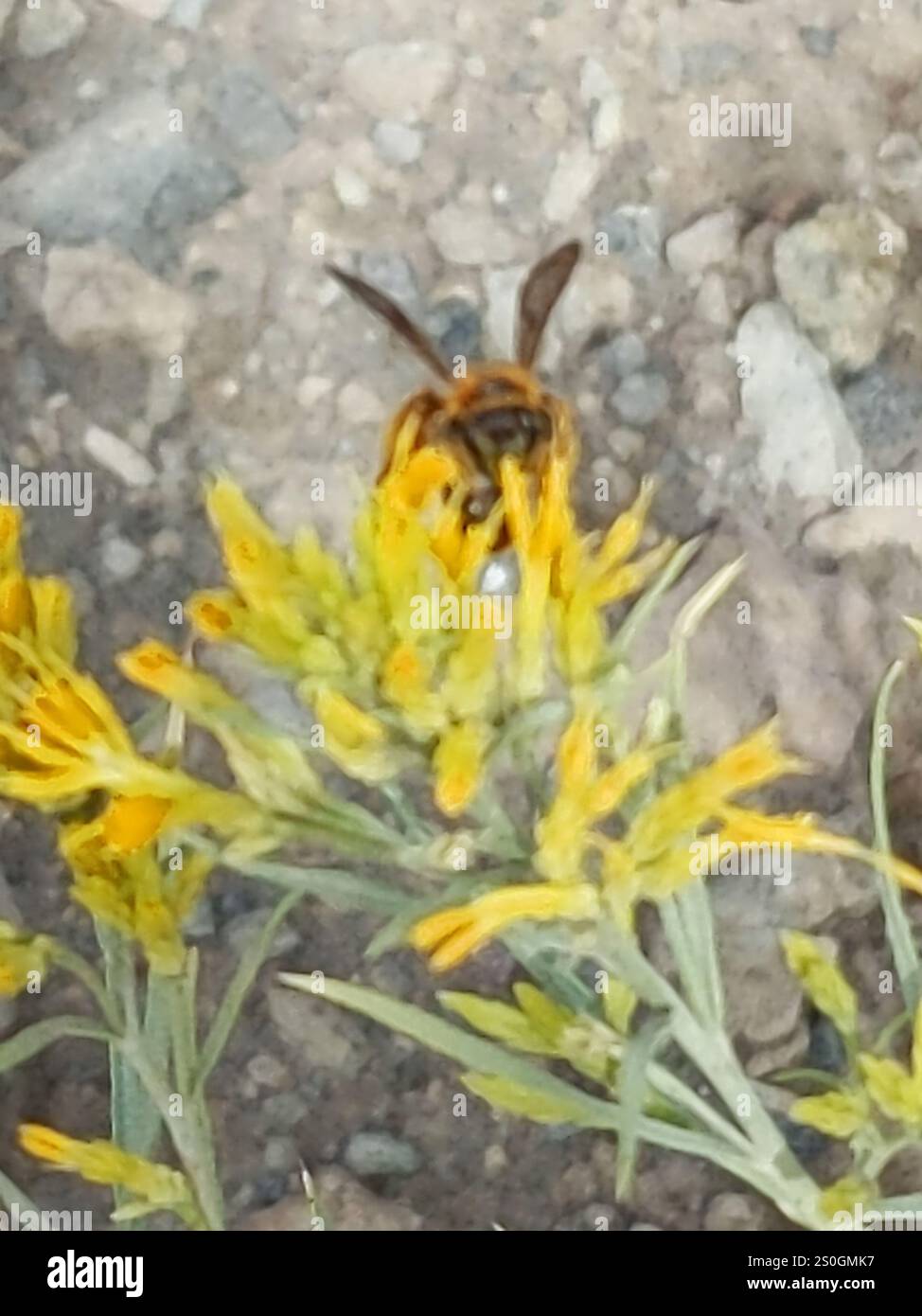 Mining Bees (Andrena Stock Photo - Alamy