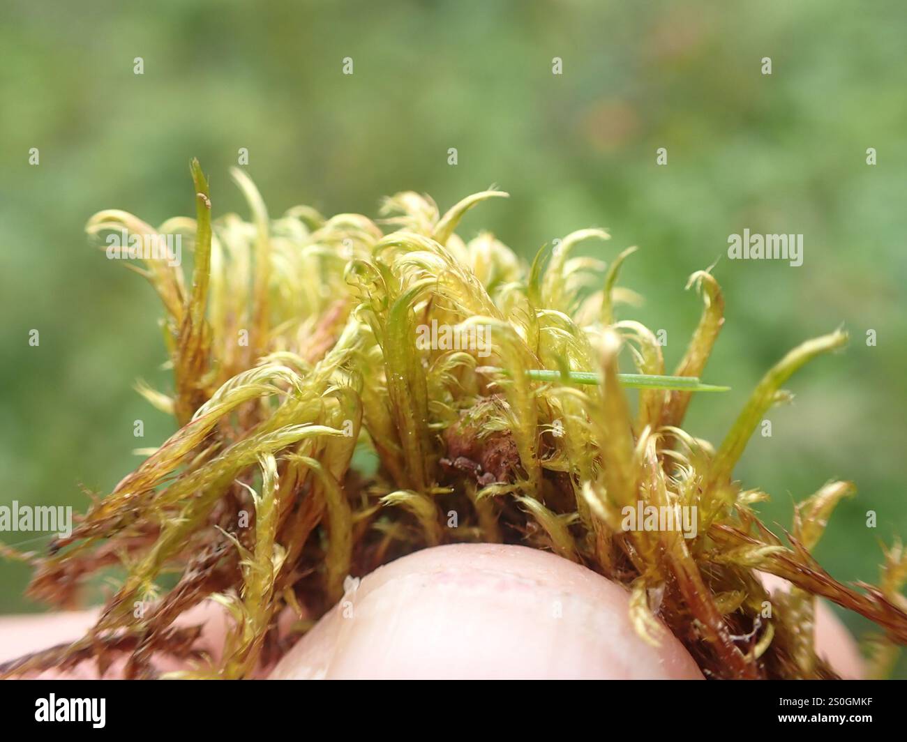 Kneiff's hook-moss (Drepanocladus aduncus Stock Photo - Alamy