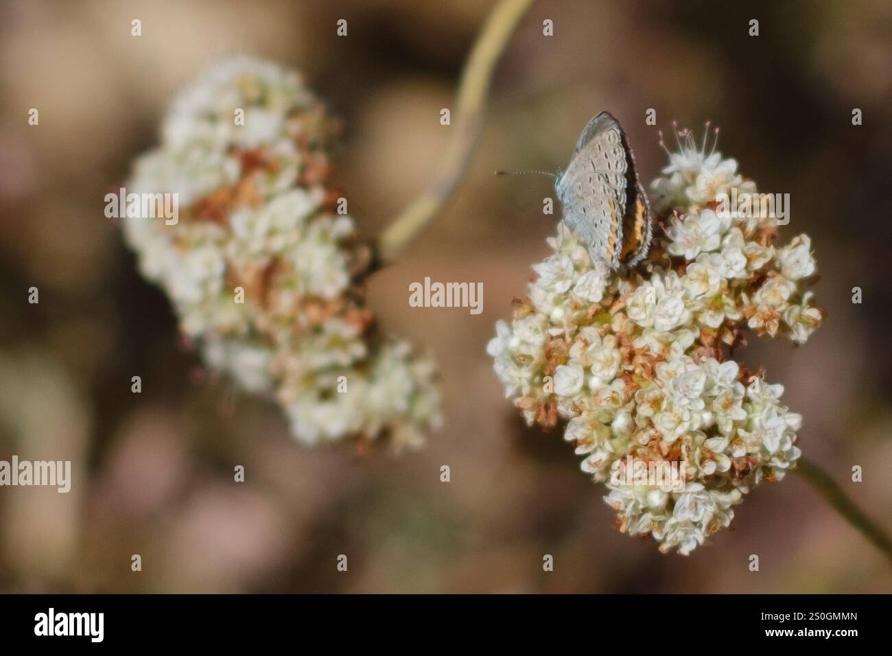 Acmon Blue (Icaricia acmon Stock Photo - Alamy