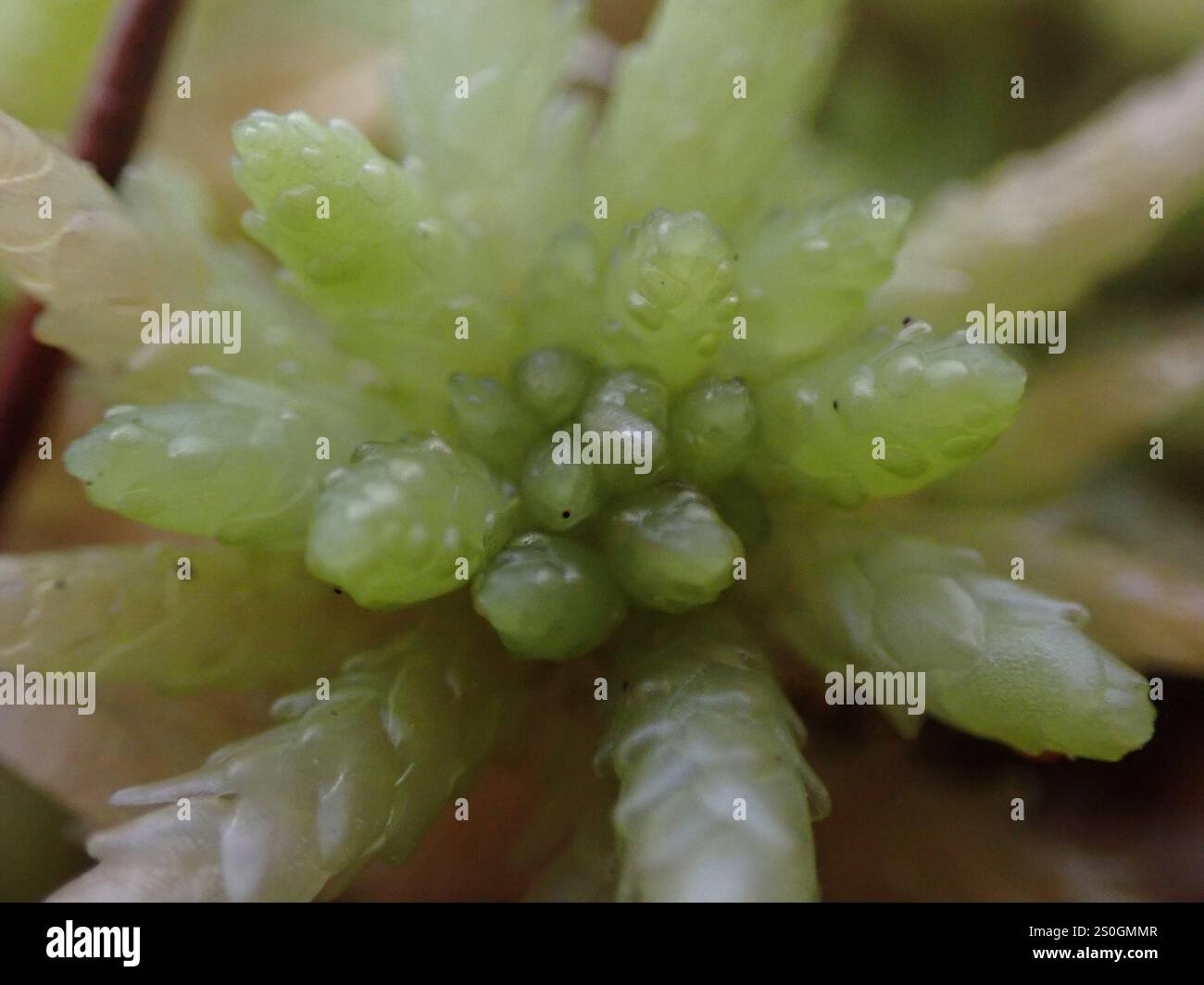 Papillose Peatmoss (Sphagnum papillosum Stock Photo - Alamy