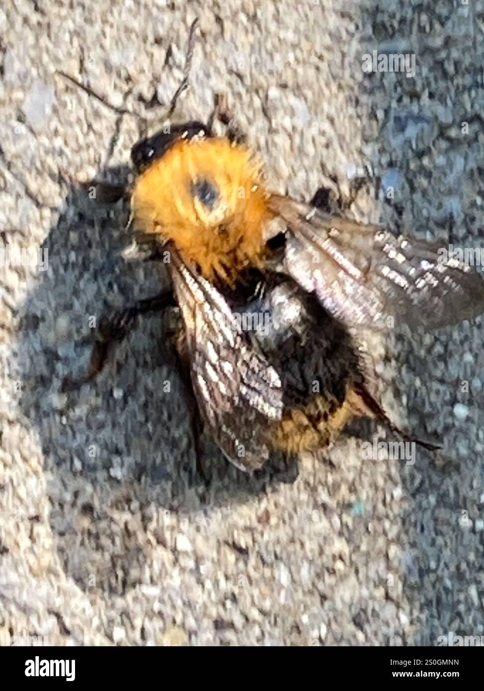 Common Carder Bumble Bee (Bombus pascuorum Stock Photo - Alamy