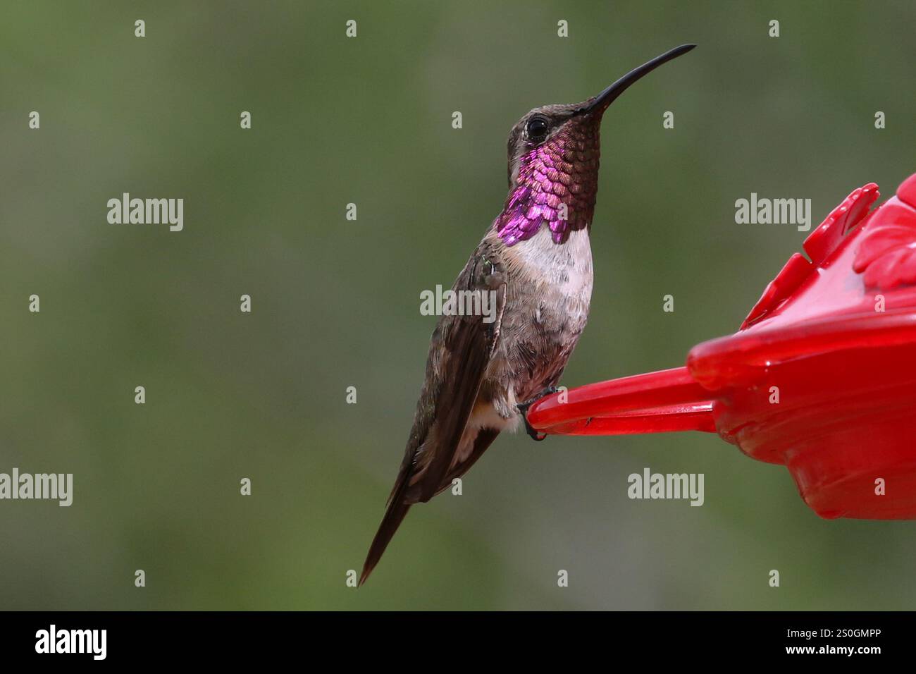 Lucifer Hummingbird (Calothorax lucifer Stock Photo - Alamy