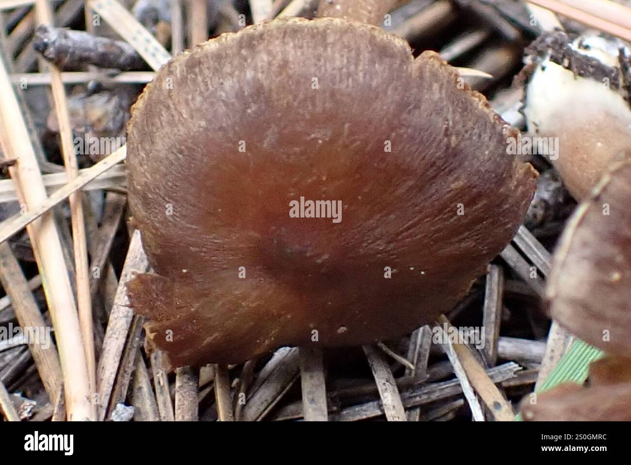Fiber Caps (Inocybe Stock Photo - Alamy