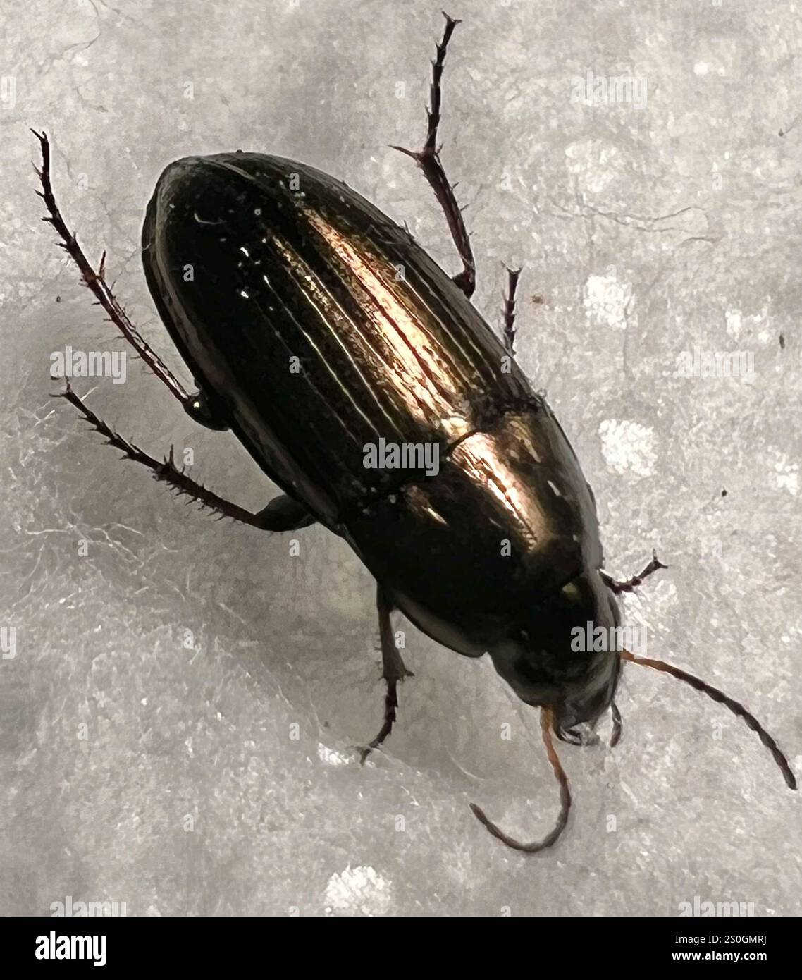 Sun Beetles (Amara Stock Photo - Alamy