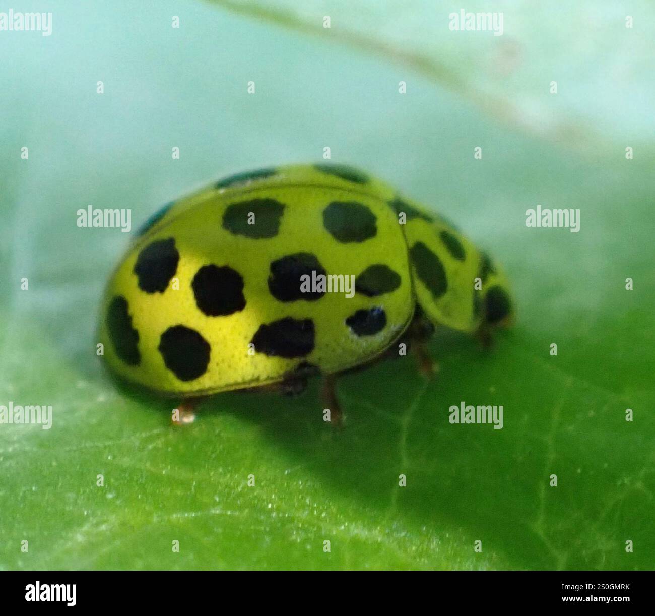 22-spot Ladybird (Psyllobora vigintiduopunctata Stock Photo - Alamy