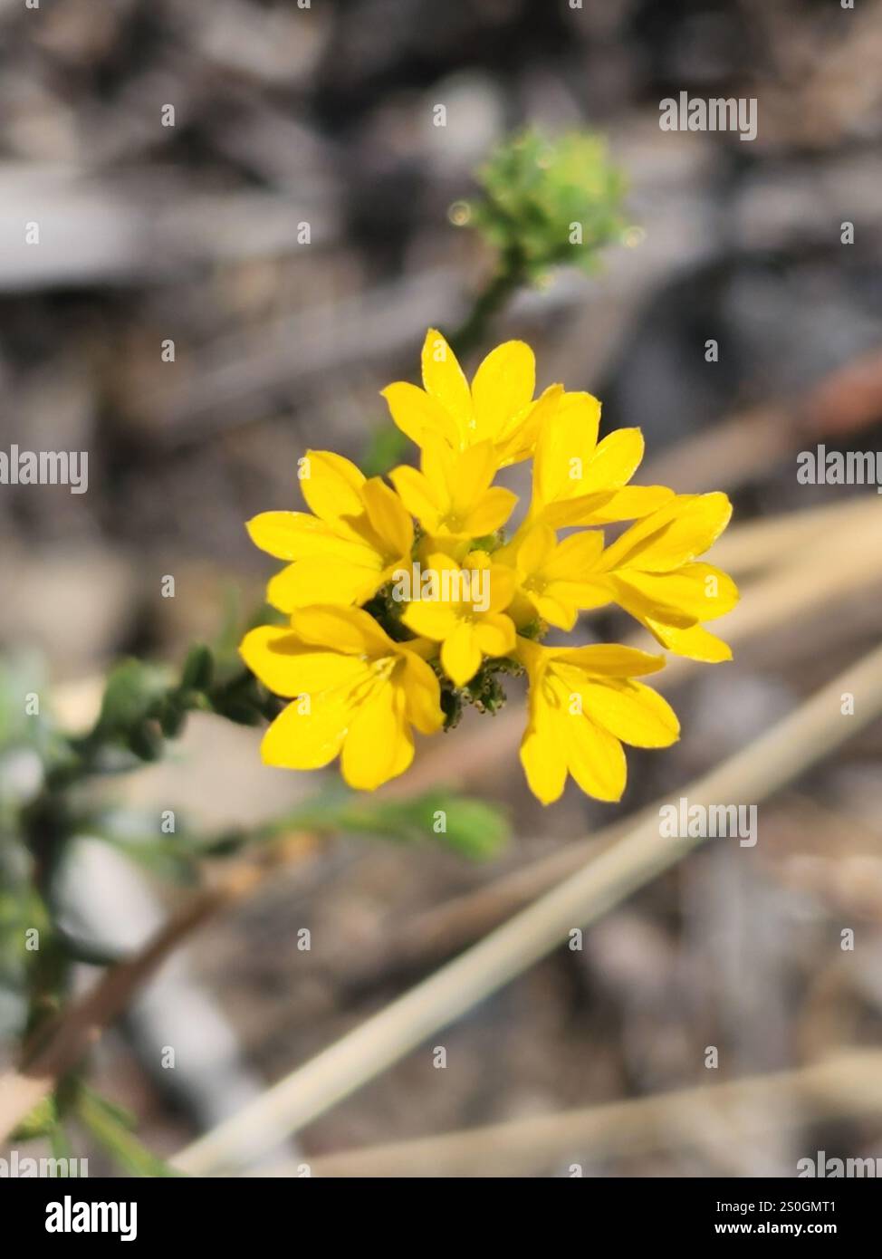 Valley Lessingia (Lessingia glandulifera Stock Photo - Alamy