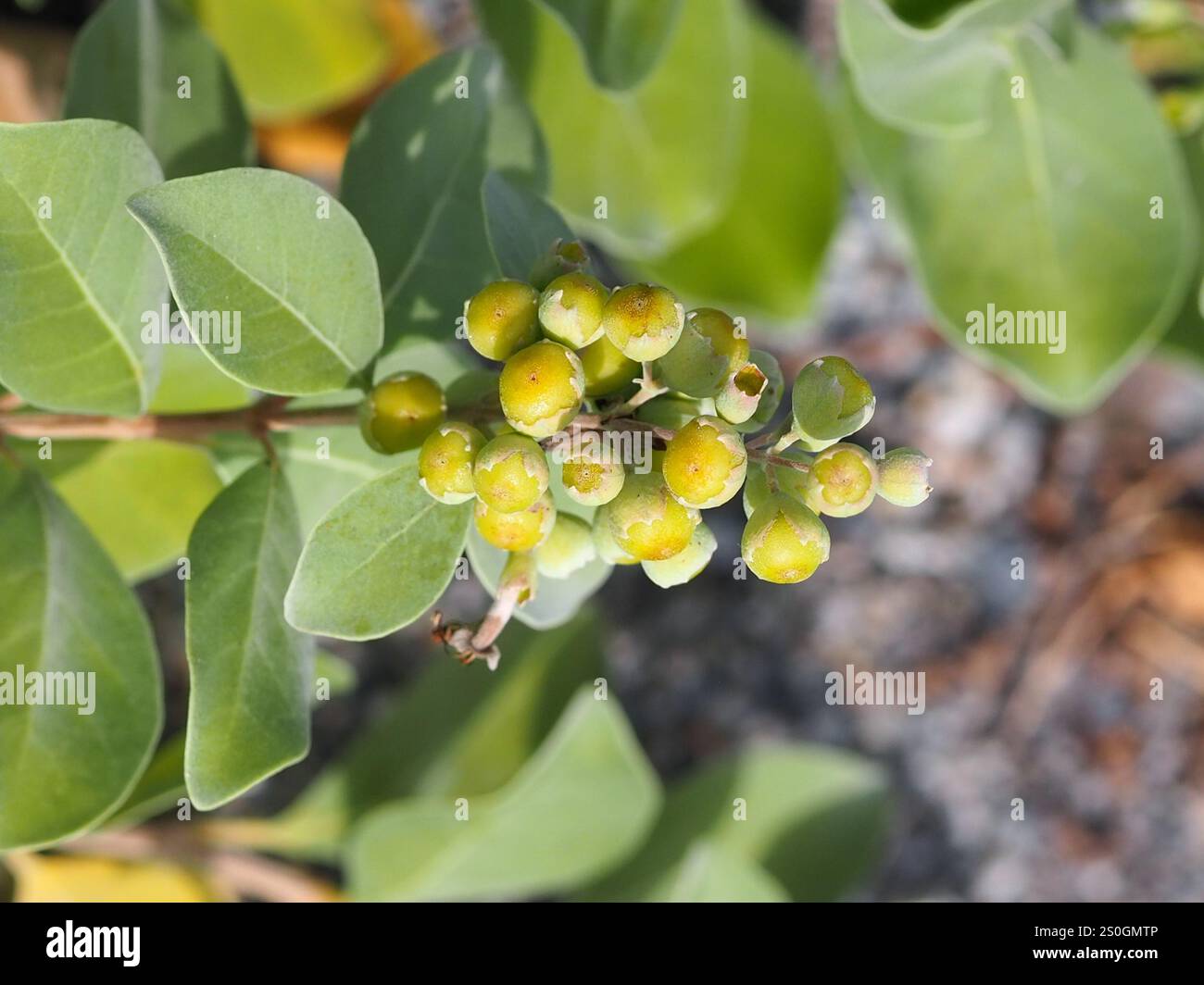 Beach Vitex (Vitex rotundifolia Stock Photo - Alamy