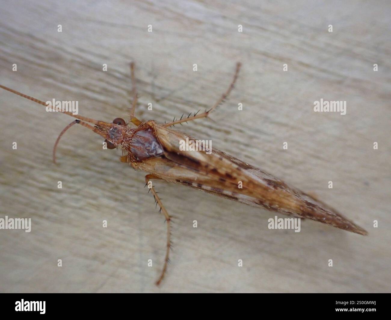 Diamond Northern Caddisfly (Limnephilus rhombicus Stock Photo - Alamy