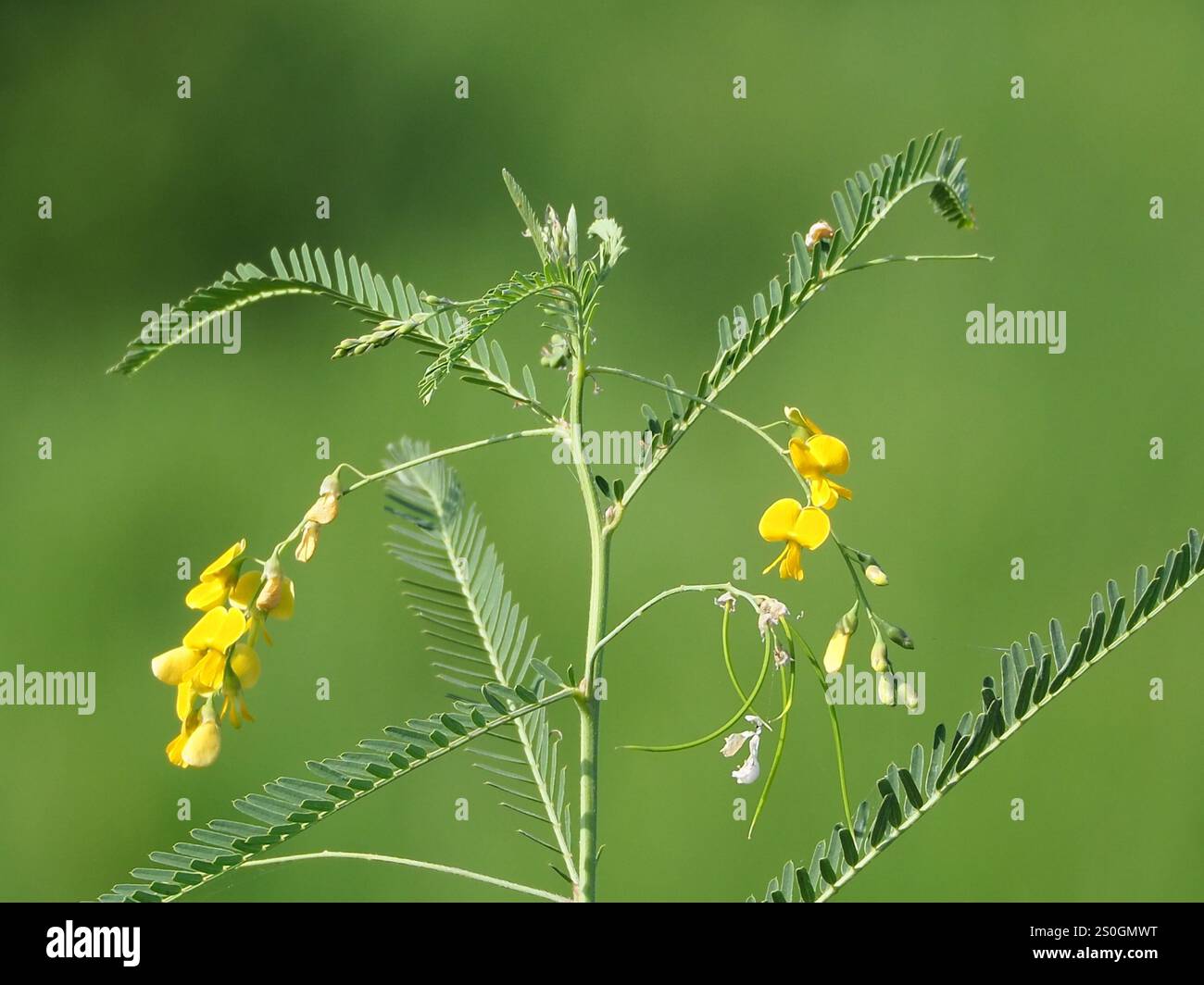 Sesbania Pea (Sesbania cannabina Stock Photo - Alamy