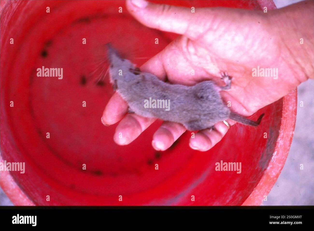 Asian House Shrew (Suncus murinus Stock Photo - Alamy