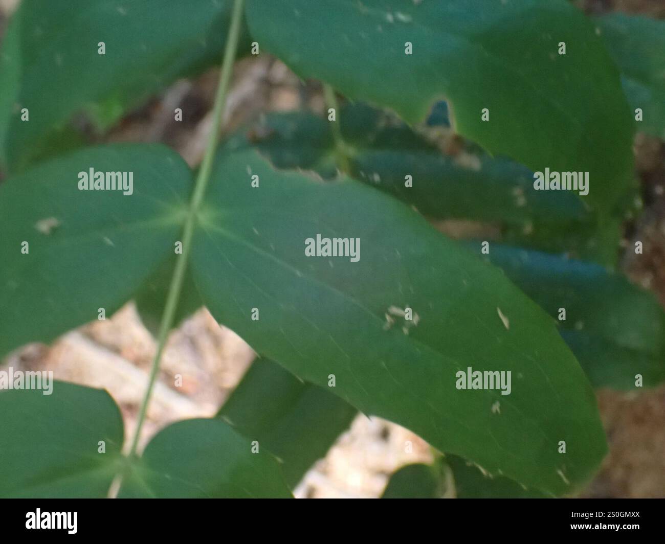 Cascade Oregon-grape (Berberis nervosa Stock Photo - Alamy