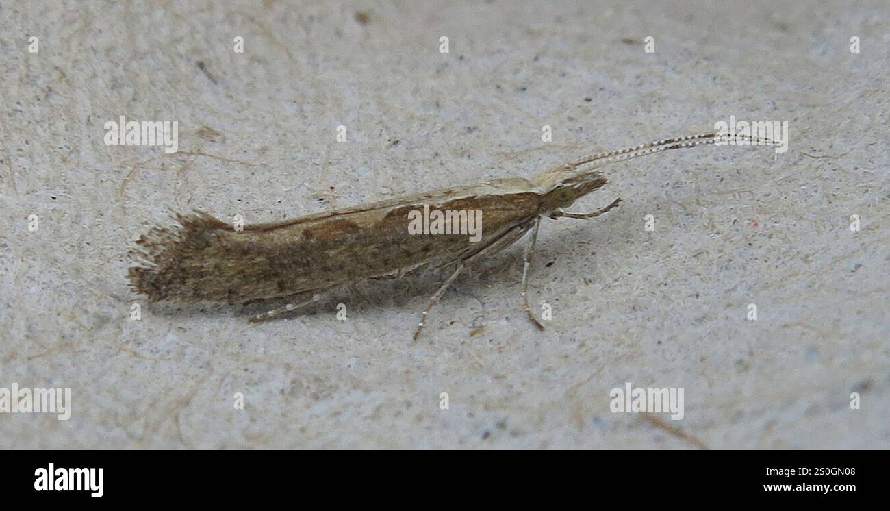 Diamondback Moth (Plutella xylostella Stock Photo - Alamy