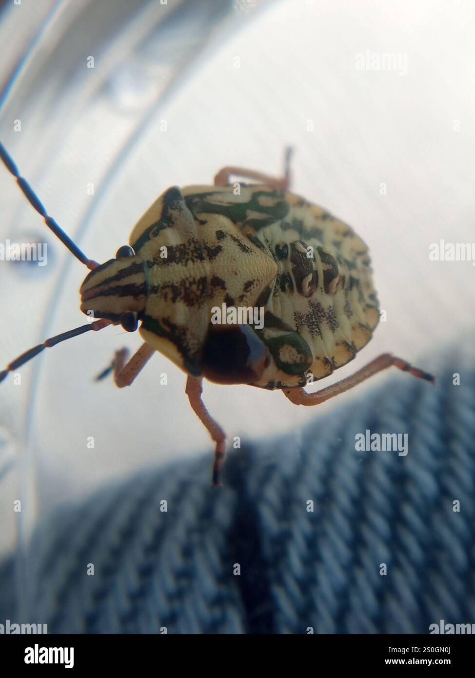 Black-shouldered Shieldbug (Carpocoris purpureipennis Stock Photo - Alamy