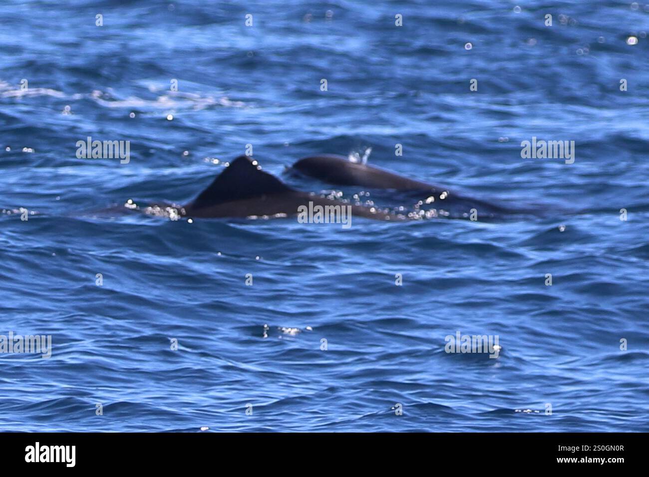 Pygmy Killer Whale (Feresa attenuata Stock Photo - Alamy