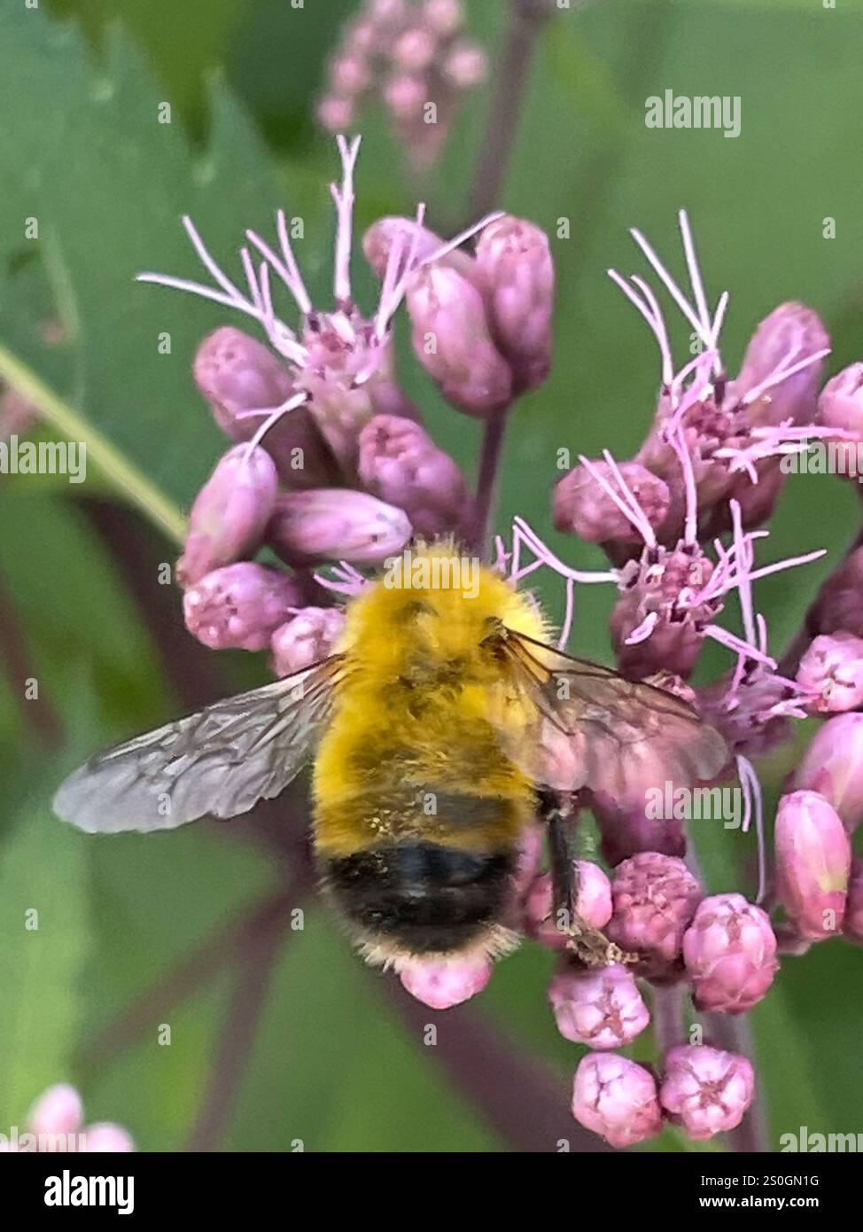 Perplexing Bumble Bee (Bombus perplexus Stock Photo - Alamy