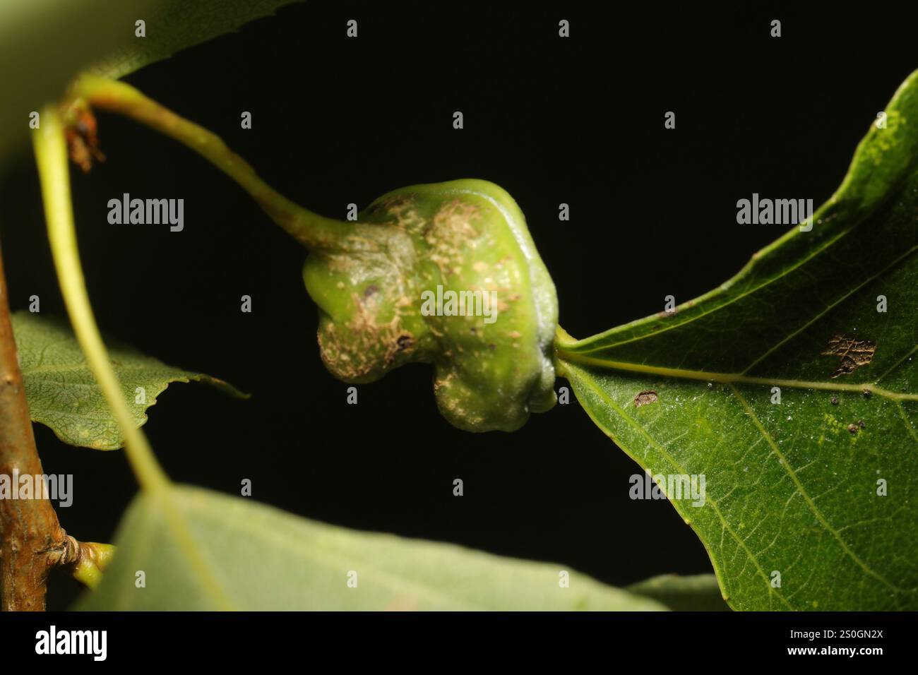 Poplar Spiral Gall Aphid (Pemphigus spyrothecae Stock Photo - Alamy
