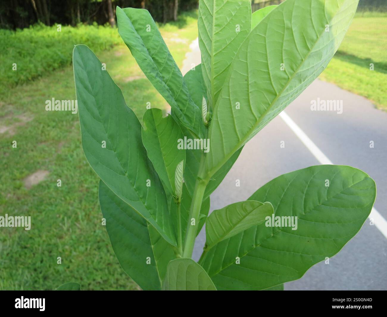 Showy Rattlebox (Crotalaria spectabilis Stock Photo - Alamy