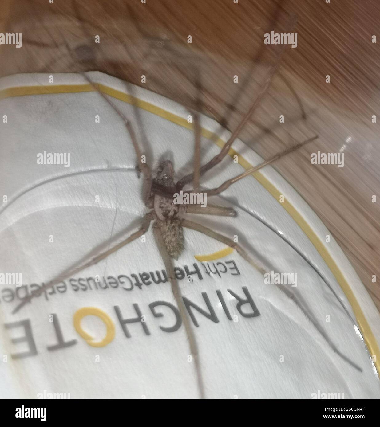 Giant House Spider (Eratigena atrica Stock Photo - Alamy