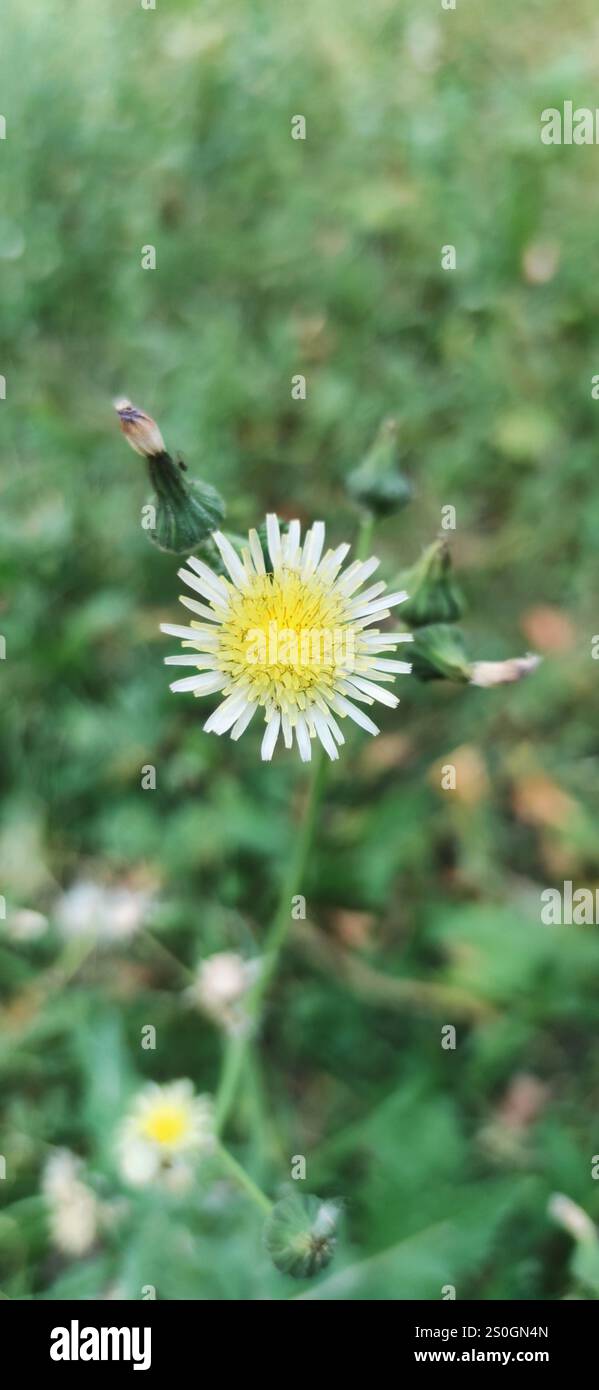 Common Sow-thistle (Sonchus oleraceus Stock Photo - Alamy